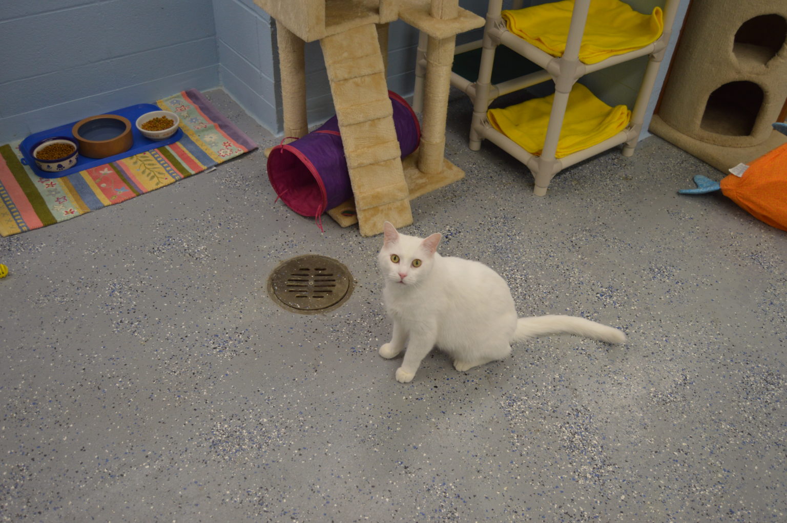 Humane Indiana | Legacy Foundation